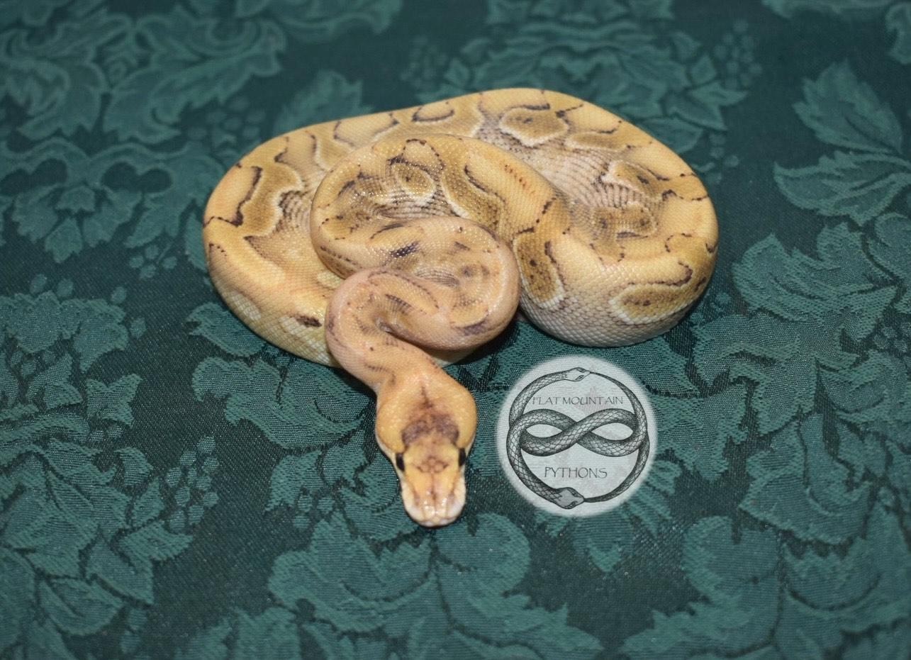 Champagne Enchi HRA Het Albino Ball Python by Flat Mountain Pythons ...