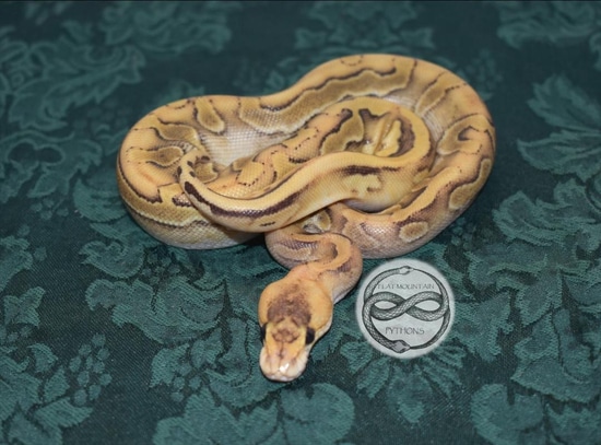 Champagne Enchi HRA Het Albino Ball Python by Flat Mountain Pythons
