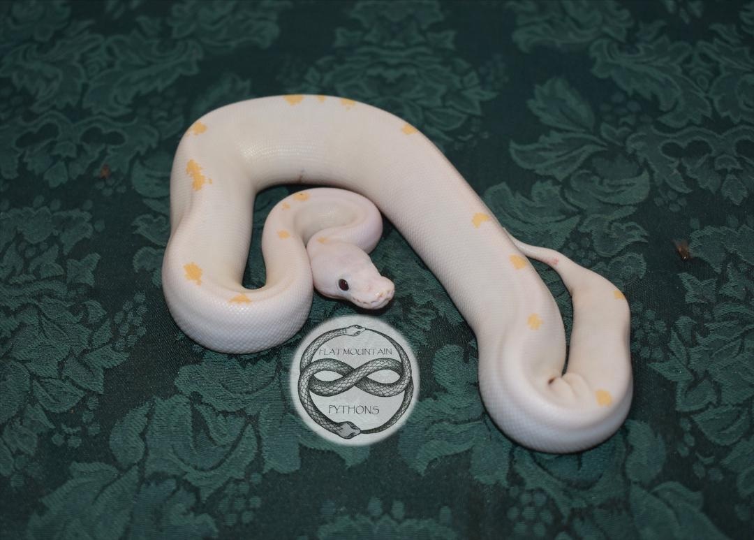 Super Fire Ball Python by Flat Mountain Pythons - MorphMarket