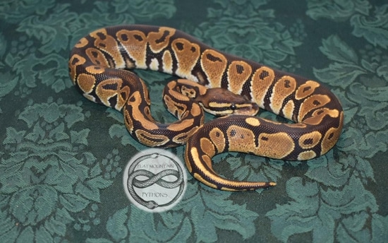 Fire Ball Python by Flat Mountain Pythons