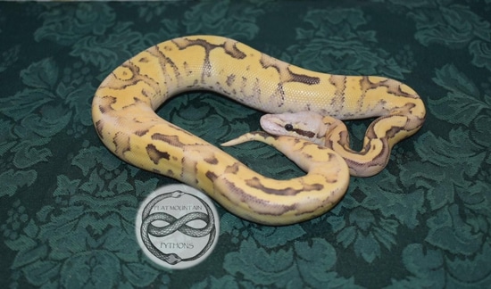 Super Pastel Fire Vanilla Ball Python by Flat Mountain Pythons