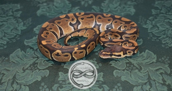 Chocolate Het Clown Ball Python by Flat Mountain Pythons