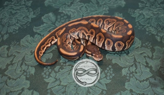 Black Pastel Ball Python by Flat Mountain Pythons
