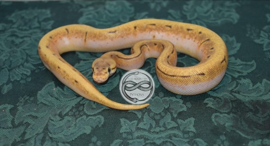 OD Spinner Ball Python by Flat Mountain Pythons