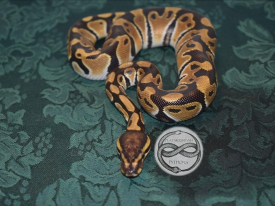 Chocolate OD Het Clown Ball Python by Flat Mountain Pythons