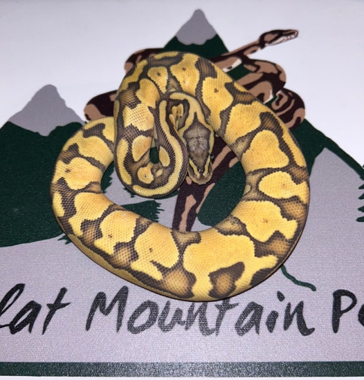 Hypo Enchi Pastel Ball Python by Flat Mountain Pythons