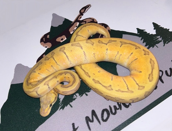 Hypo Enchi Pastel Pinstripe Ball Python by Flat Mountain Pythons