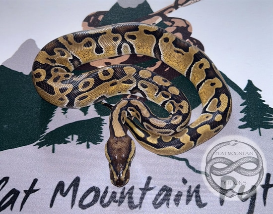 DH Desert Ghost Clown Ball Python by Flat Mountain Pythons
