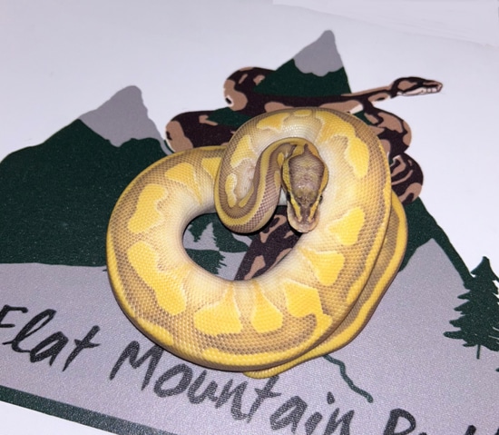 Hypo Enchi Pastel Lesser Ball Python by Flat Mountain Pythons