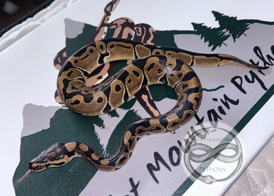 Dinker Ball Python by Flat Mountain Pythons