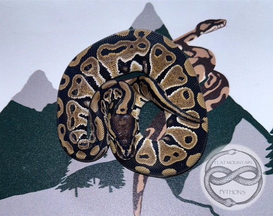 Het Desert Ghost Het Clown Ball Python by Flat Mountain Pythons