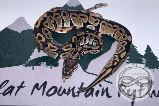 Het Desert Ghost Het Clown Ball Python by Flat Mountain Pythons