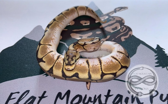 Spider Ball Python by Flat Mountain Pythons