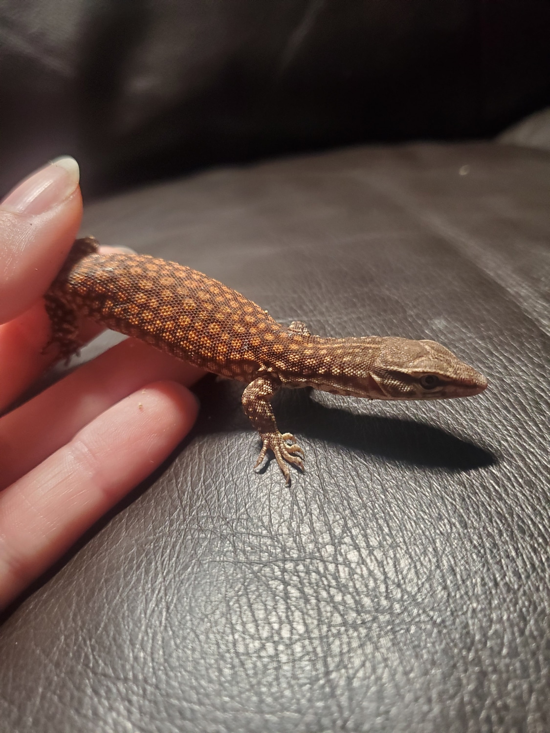 Red Ackies Spiny-Tailed Monitor by Renenutet's Royals - MorphMarket