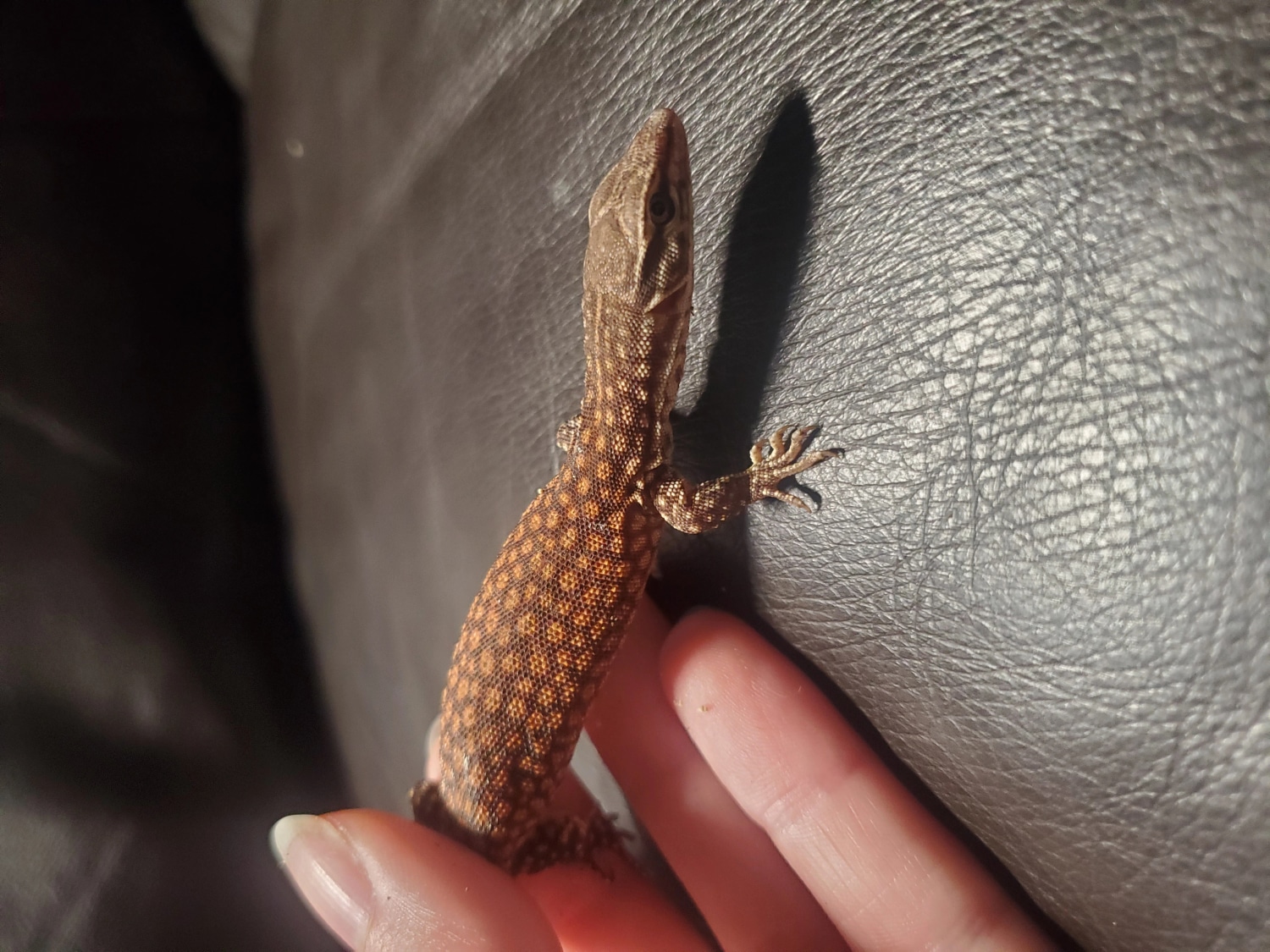 Red Ackie Spiny-Tailed Monitor by Renenutet's Royals - MorphMarket