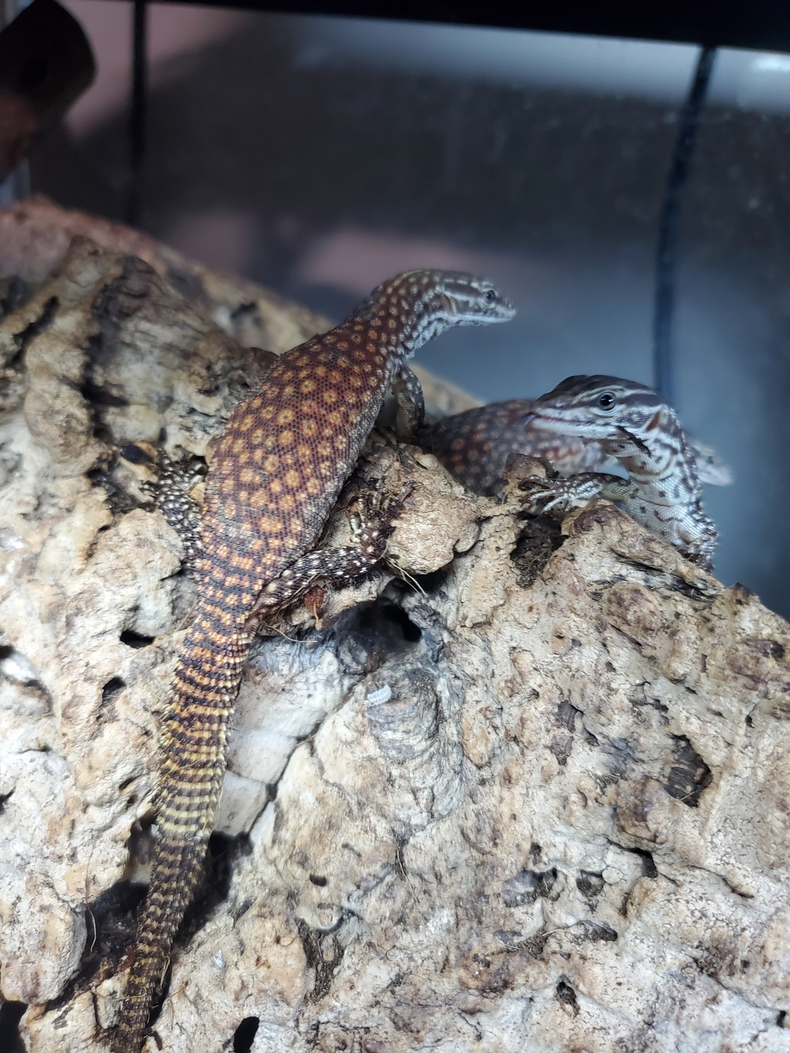 Red Ackie Spiny-Tailed Monitor by Renenutet's Royals - MorphMarket