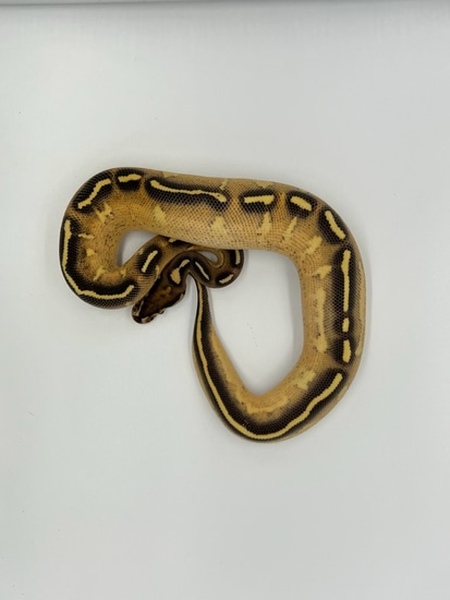 Od Freeway Ball Python by Haviland family reptiles