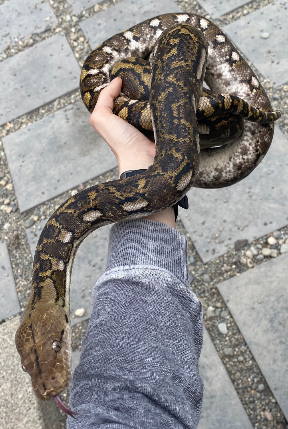 Pure Kalatoa Reticulated Python by Havok Reptiles - MorphMarket