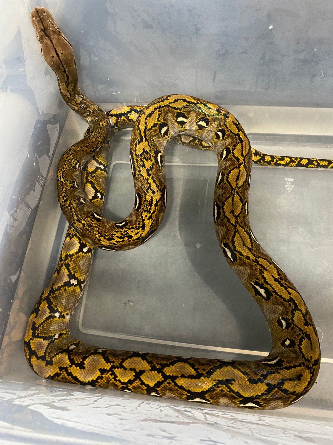 Kalatoa Reticulated Python by Havok Reptiles - MorphMarket