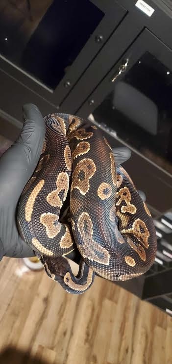 Bh Od Yb Ball Python by Hawkeye Reptiles - MorphMarket