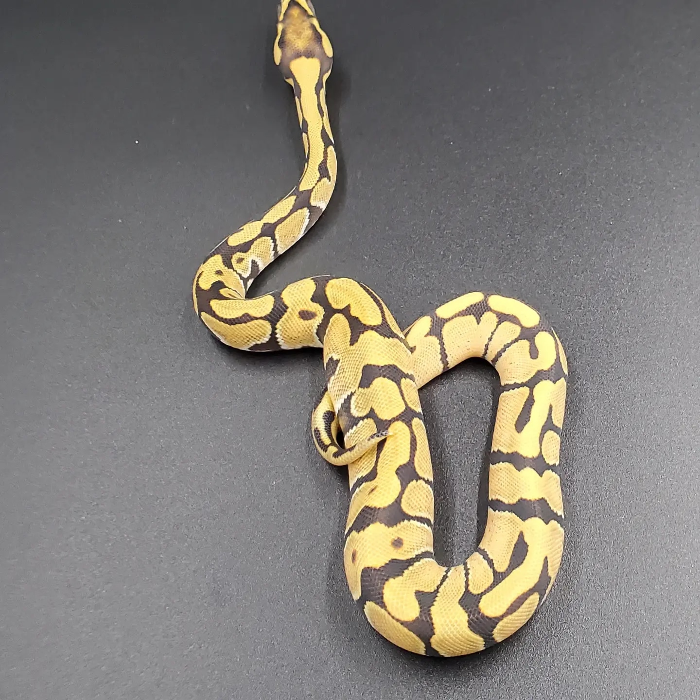 Enchi DG Ball Python by Hawkeye Reptiles - MorphMarket