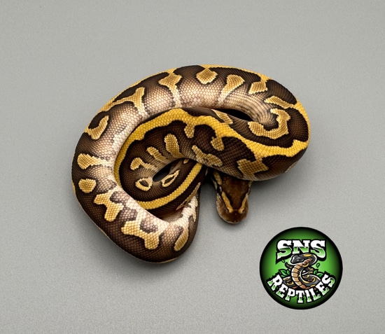 Leopard Lesser 66% Het Clown Ball Python by SNS Reptiles, LLC