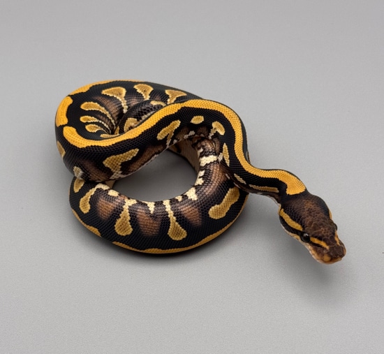 Black Head Yellow Belly Desert Ghost 50% Het Cryptic Ball Python by SNS ...