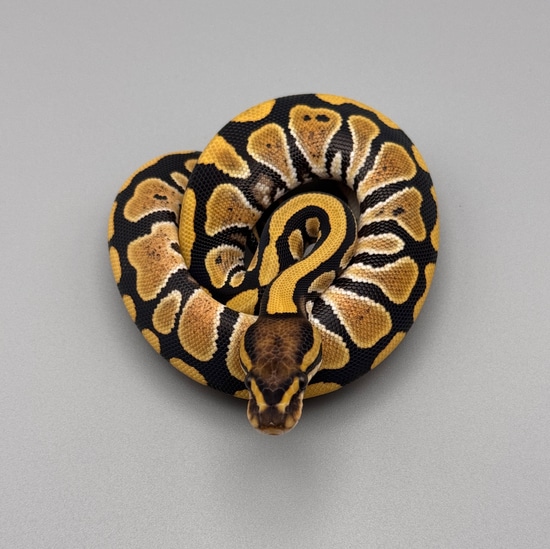 Desert Ghost 50% Het Cryptic Ball Python by SNS Reptiles, LLC
