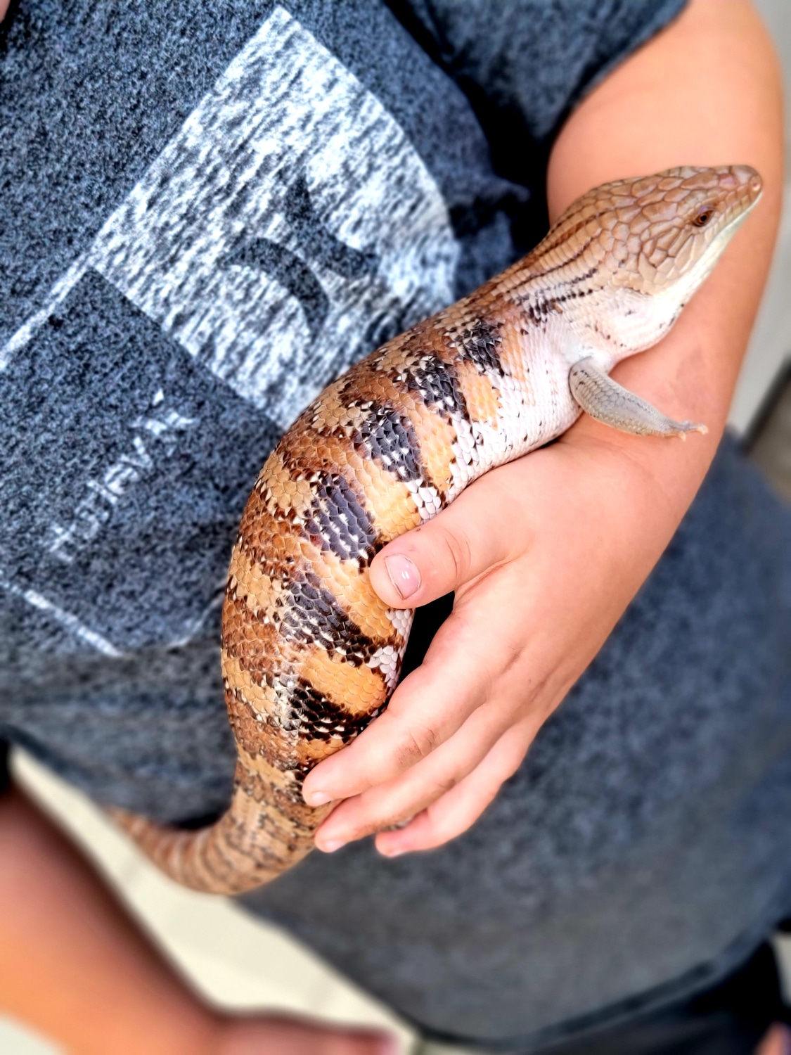 Northern Blue-Tongued Skink by Hawks Exotics - MorphMarket