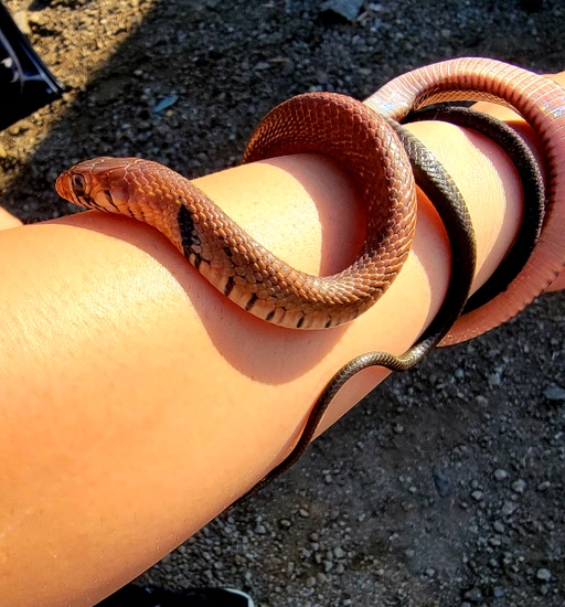Black-Tailed Cribo (Drymarchon Melanurus) Cribo & Indigo Snakes by ...