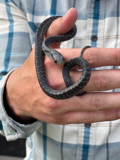 Mexican Indigo Snake Cribo & Indigo Snakes by Hawks Exotics