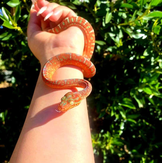 Emerald Tree Boa Northern Emerald Tree Boa by Hawks Exotics