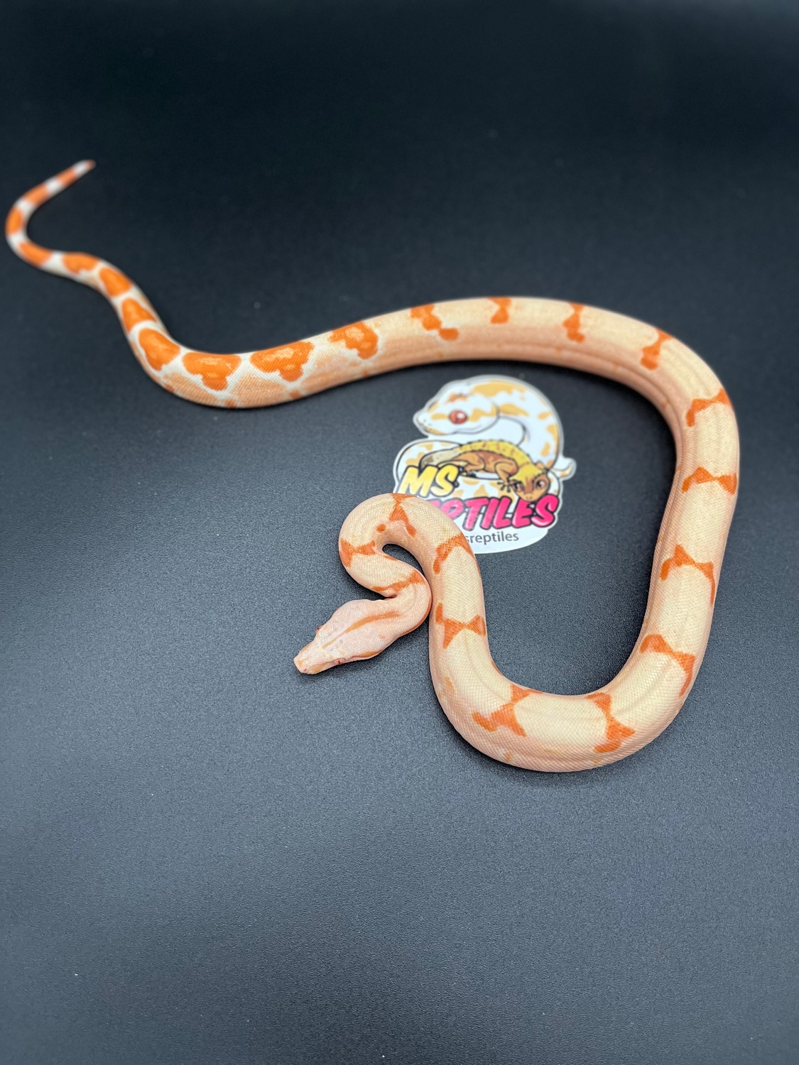Purple Sharp Sunglow Boa Constrictor by Ms Reptiles - MorphMarket