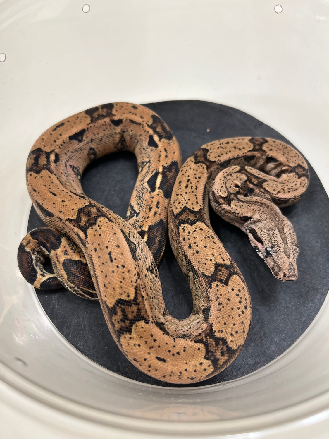 Hypo Arabesque Boa Constrictor by Ms Reptiles - MorphMarket