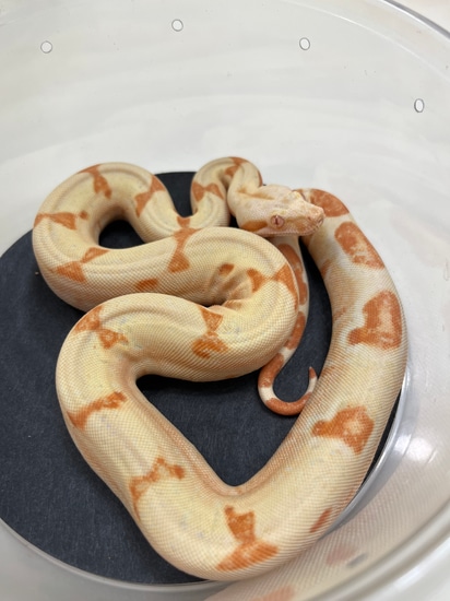 Purple Sunglow Boa Constrictor by Ms Reptiles