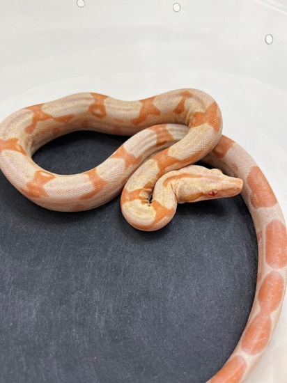 Sharp Super Sunglow Boa Constrictor by Ms Reptiles
