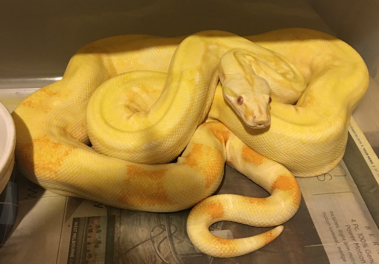 Albino Kahl Anerythristic (TYPE 1) Boa Constrictor by Ronshausen ...