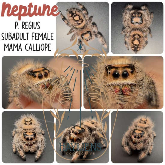 “Neptune” - Female P. Regius Instar 9 Jumping Spider by Hayliens