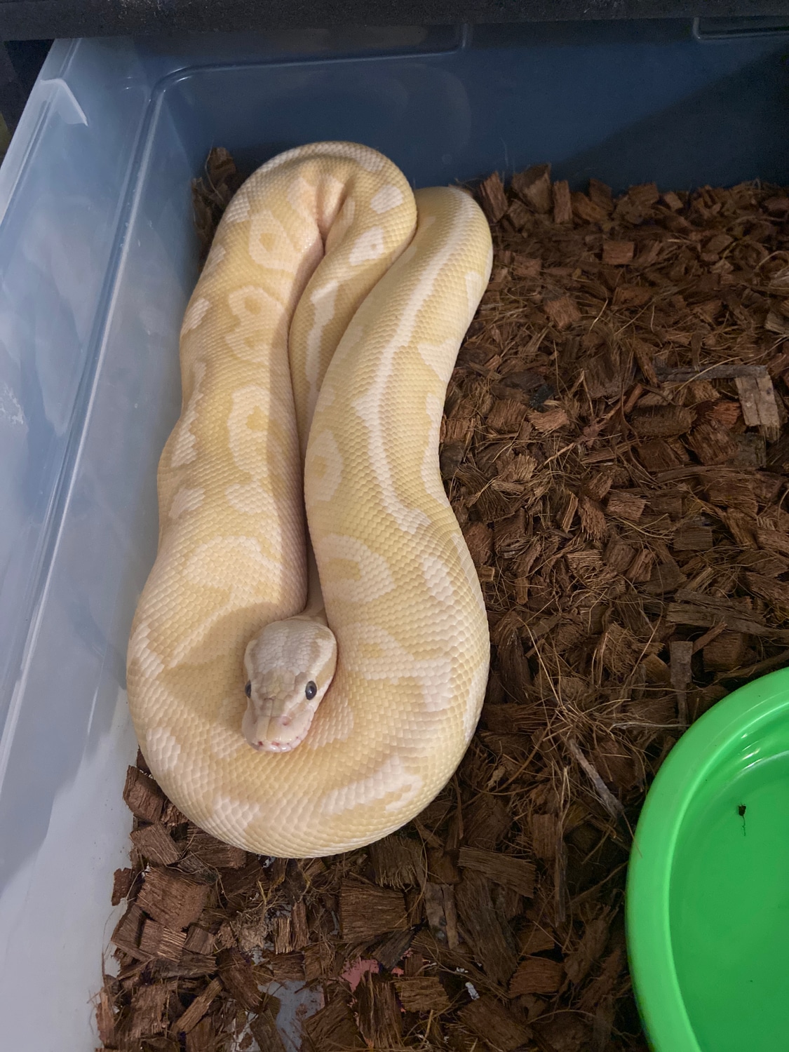 Super Pastel Banana Lesser Fire Ball Python by 41 South Pythons ...