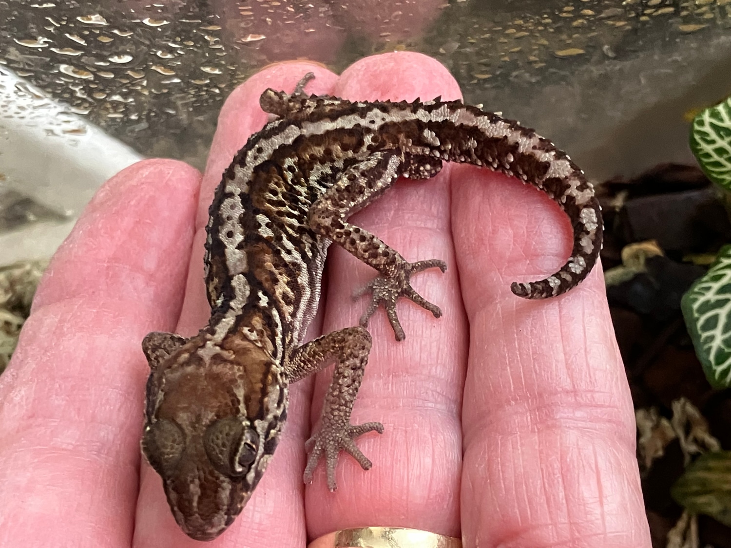 Madagascan Ground Gecko Paroedura Pictus More Gecko by Geckos of ...