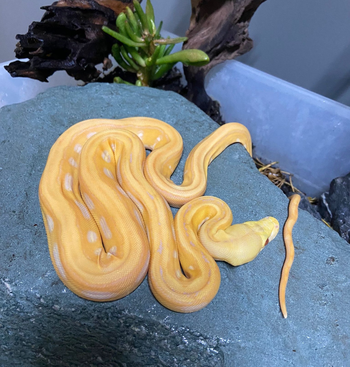 Platinum Albino Phantom Tiger Reticulated Python by Haze Retics ...