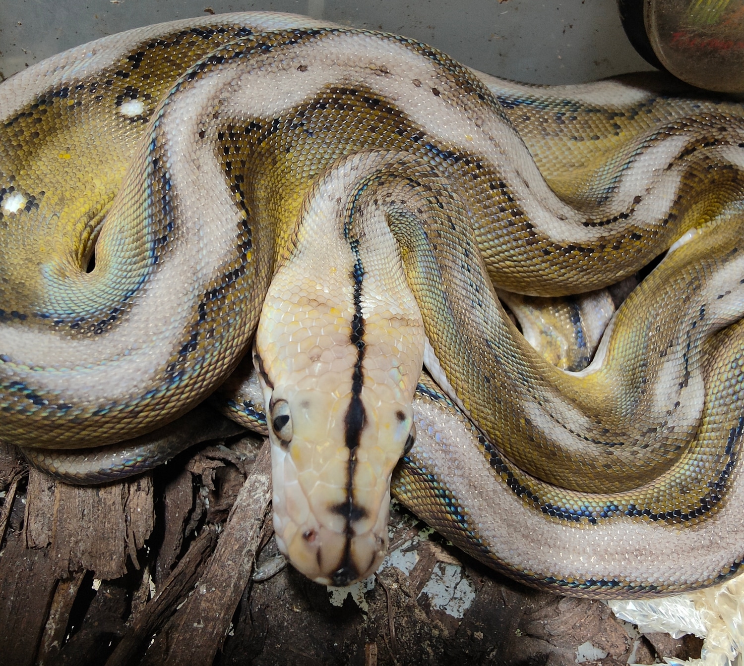 Dwarf Motley Tiger Het Albino Poss Het Genetic Stripe Reticulated ...