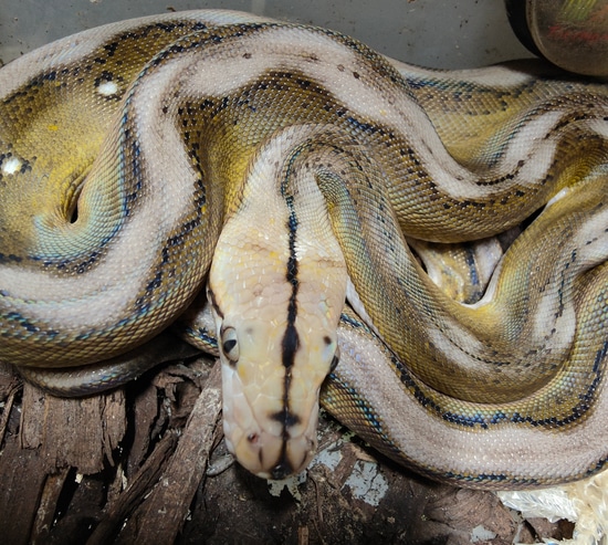 Dwarf Motley Tiger Het Albino Poss Het Genetic Stripe Reticulated ...