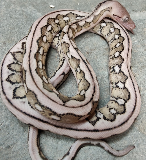 Platinum Anery Tiger 81.25% Superdwarf Reticulated Python by Haze ...