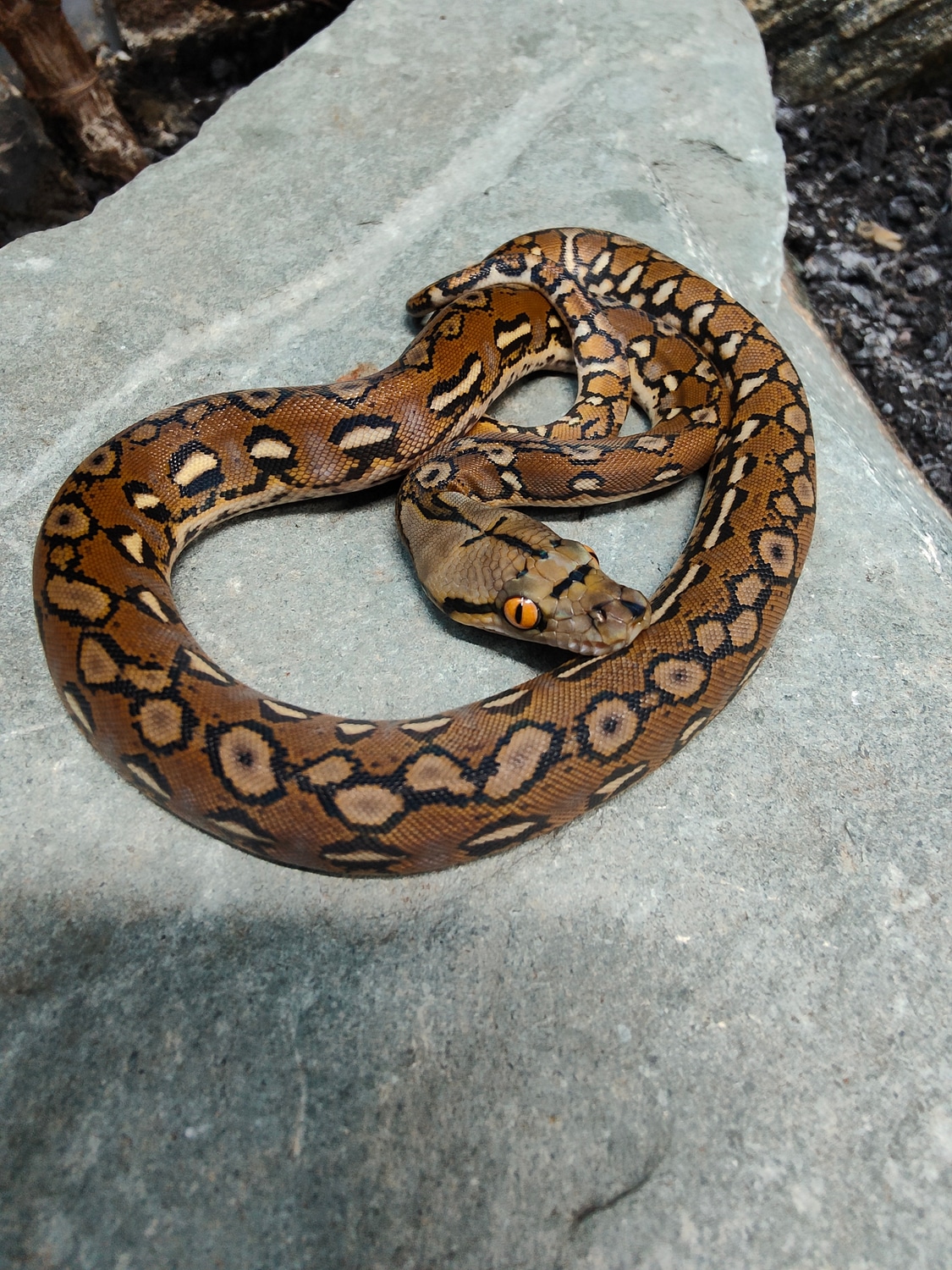 Aztec Poss Het Genetic Stripe 25% Borneo Reticulated Python by Haze ...