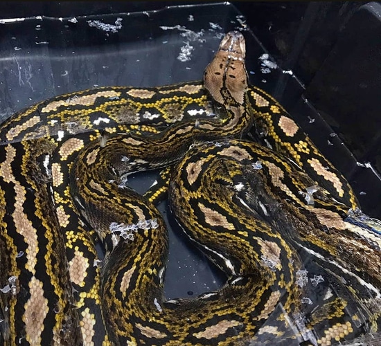Wild Caught Aztec Borneo Locality Reticulated Python by Haze Retics ...