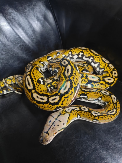 Aztec Poss Het Albino 50% Borneo Reticulated Python by Haze Retics ...