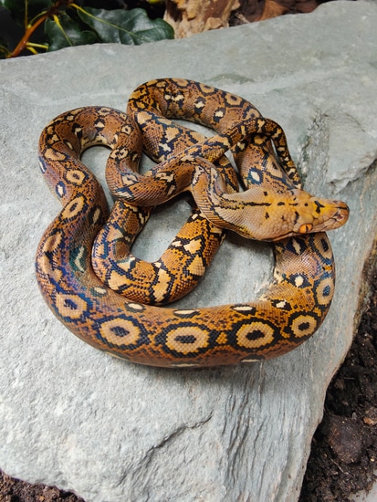 Aztec 100% Het Orange Ghost Stripe Reticulated Python by Haze Retics ...