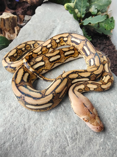 37.5% Superdwarf Tiger 100% Het Snow Poss Het Pied Reticulated Python ...