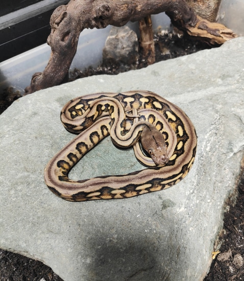 37.5% Superdwarf Sunfire Tiger 100% Het Anery Poss Het Genetic Stripe ...